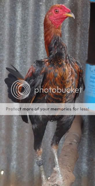 Zebra Chicken | BackYard Chickens - Learn How to Raise Chickens