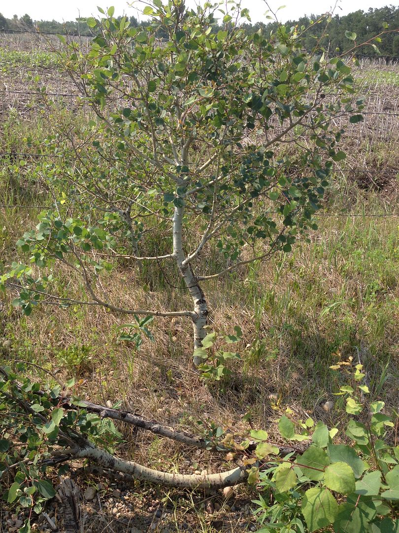 Poplar/aspen? | Bonsai Nut